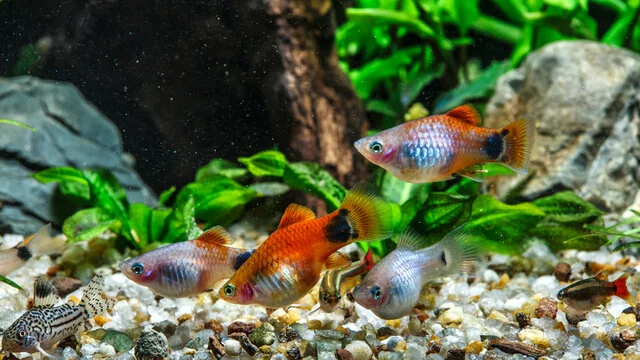 How to Choose Compatible Fish for Your Community Aquarium - Aquariu.ms